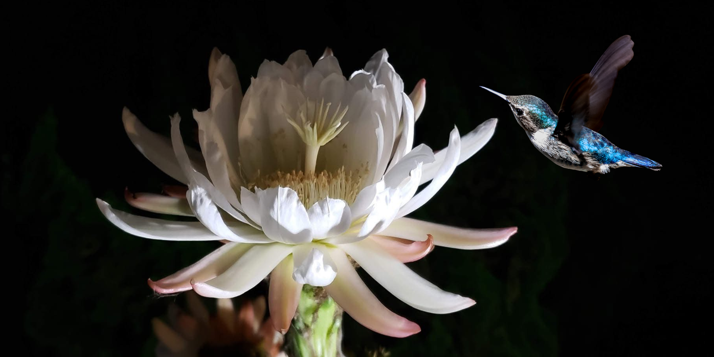 Wings of Expansiveness, hummingbird heart medicine retreat | For-rest ...